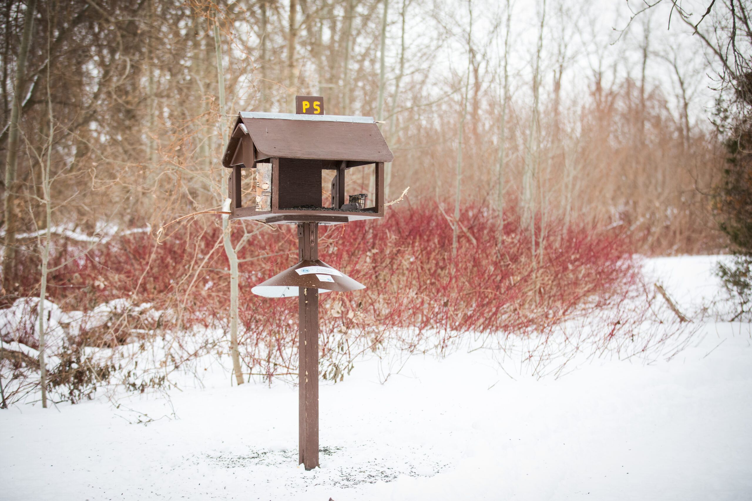 Rendez-vous Polaires - 15 février 2025 - RécréoParc - Crédit Picaboo ...